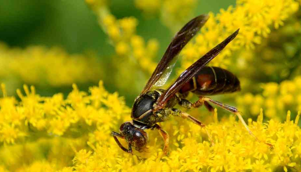 Wasps – Bugs & Pest Control – Ridd-x Pest Defense